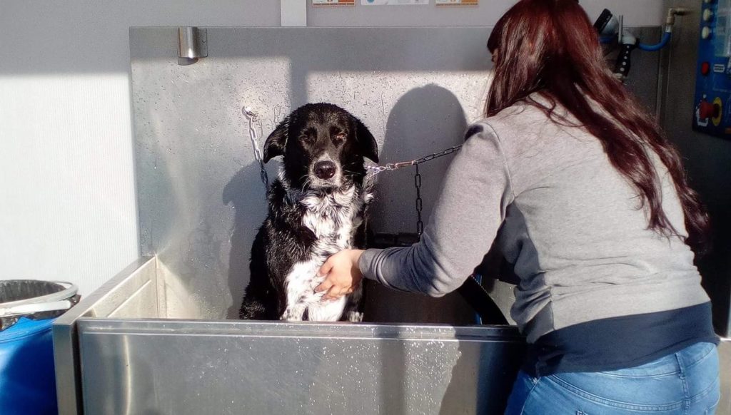 Lavadero de perros en Valencia: cuidado y profesionalismo para tu mascota ※